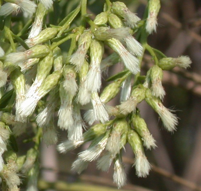 Shrubs